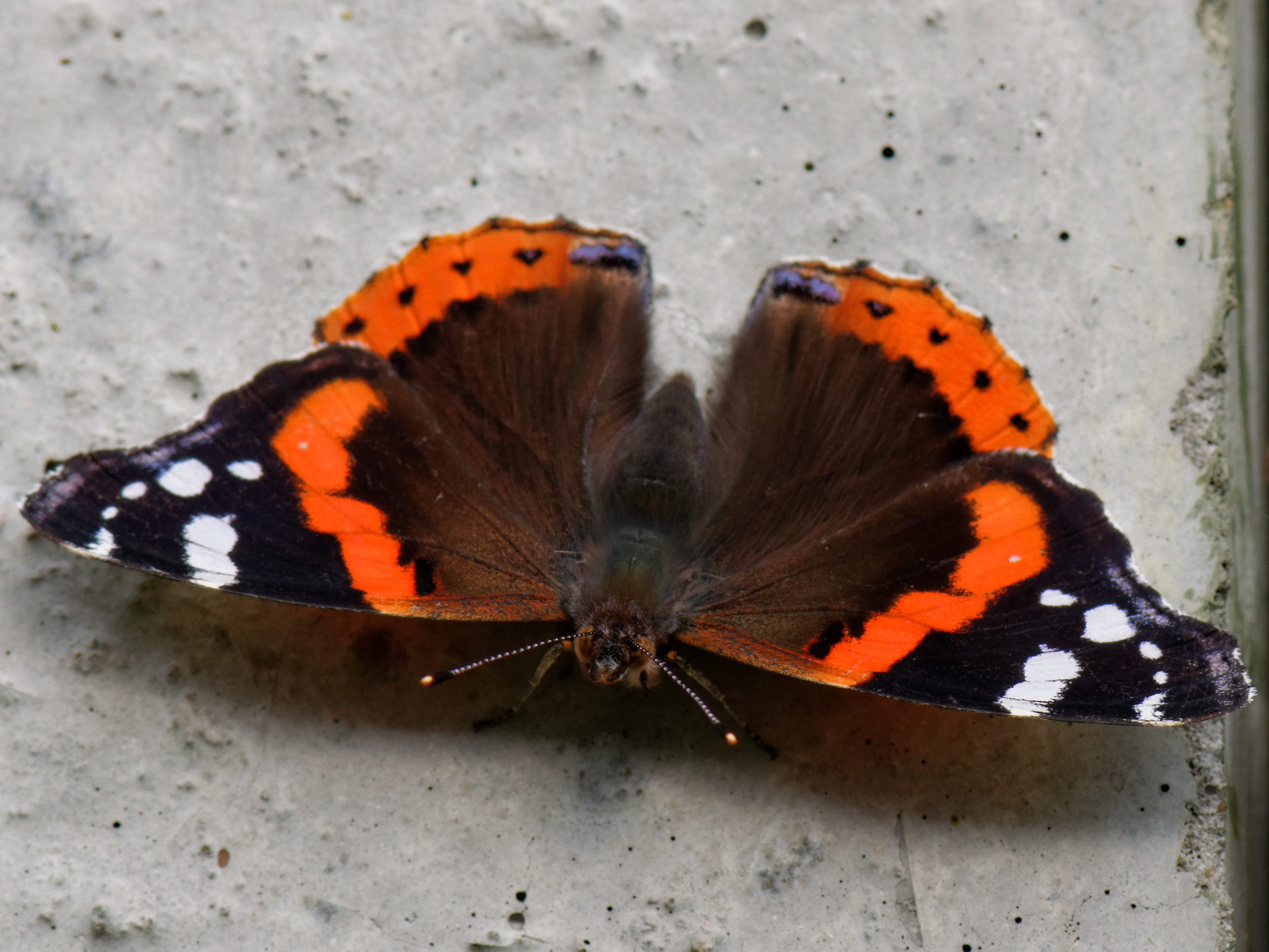 Wildlife