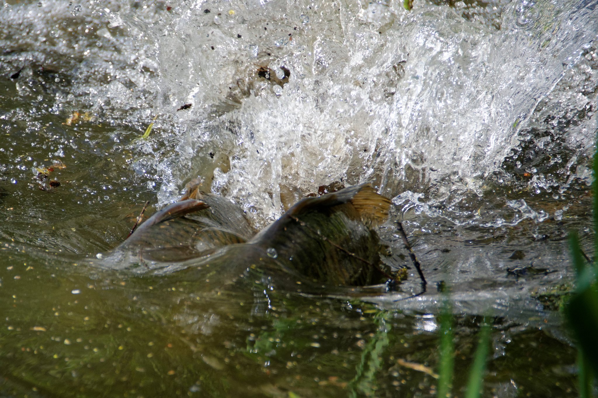 Carp Spawning